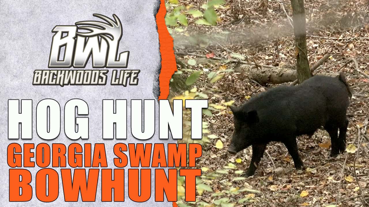 SOUTH GEORGIA HOG HUNT - Backwoods Life - Outdoor Video and Television