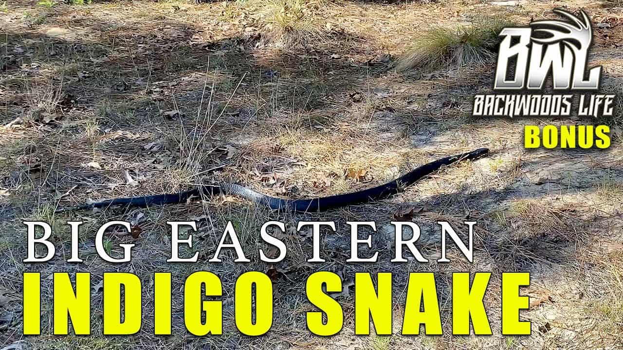 KEVIN FINDS A BIG SNAKE | BWL BONUS - Backwoods Life - Outdoor Video ...